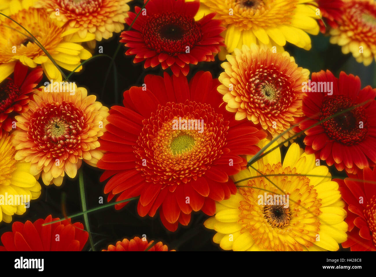 Gerbera, detail, blooms, red-yellow, Plants, flowers, bloom heads ...