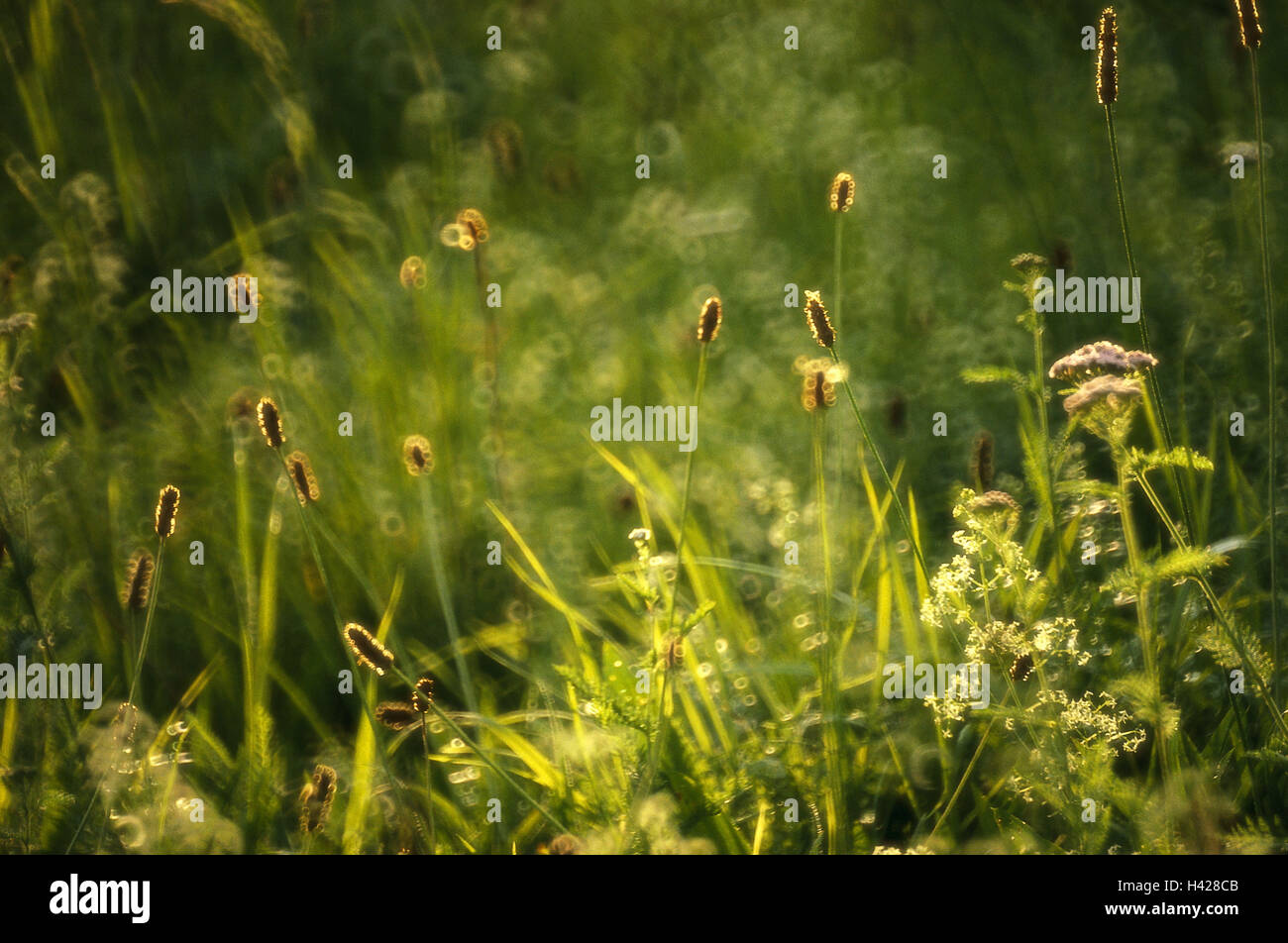 Grass stalks grasses stalks concept habitat hi-res stock photography ...