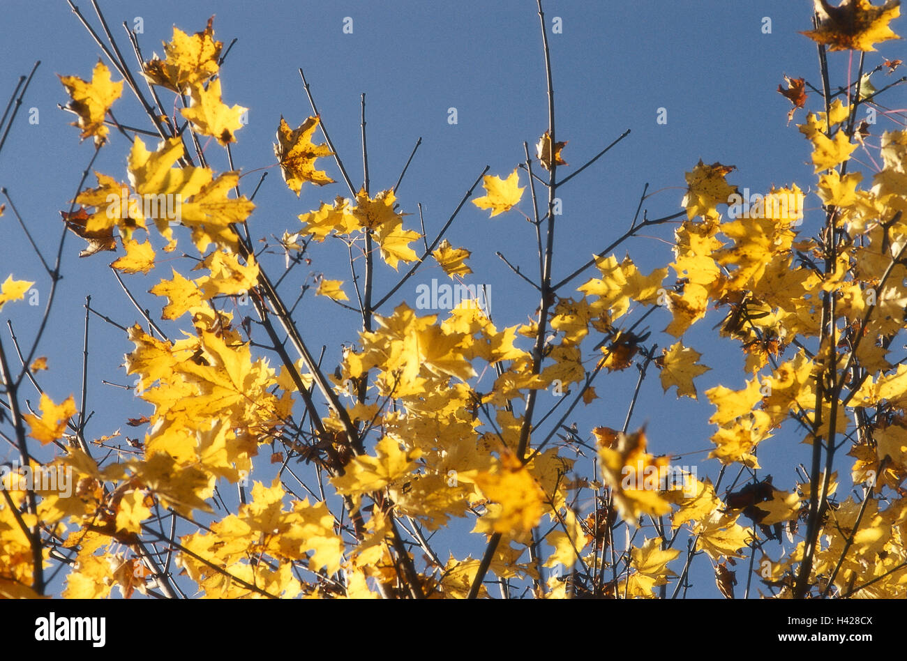 Foliage maple hi-res stock photography and images - Alamy