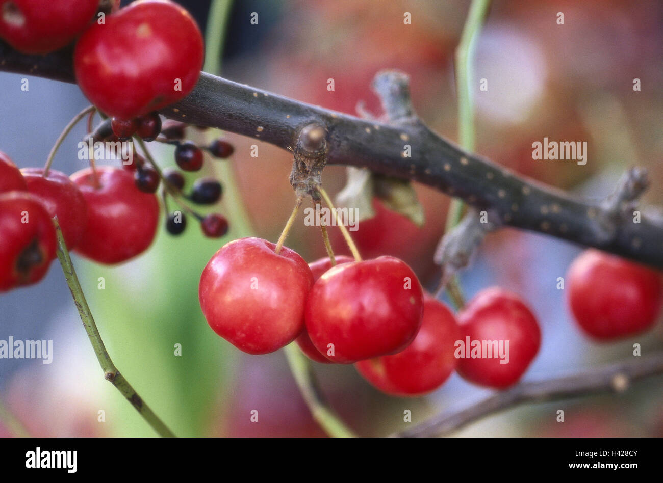 Cherry tree, detail, branch, fruits, Tree, fruit tree, rose plants ...