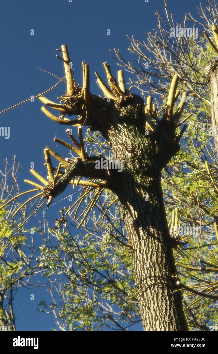 Cut back tree hi-res stock photography and images - Alamy