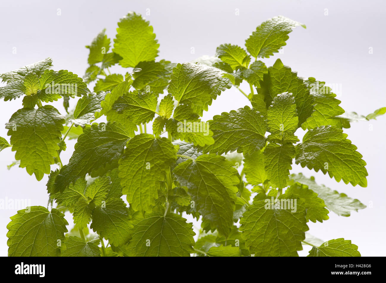 Lemon balm pot hi-res stock photography and images - Alamy