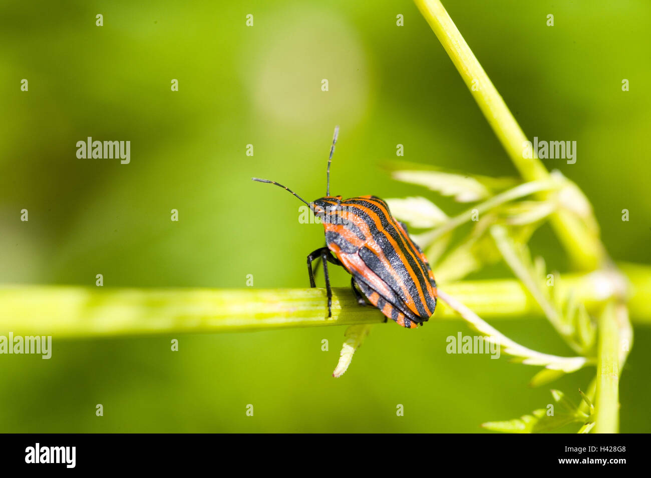 Italian Striped-Bug, plant Stock Photo - Alamy