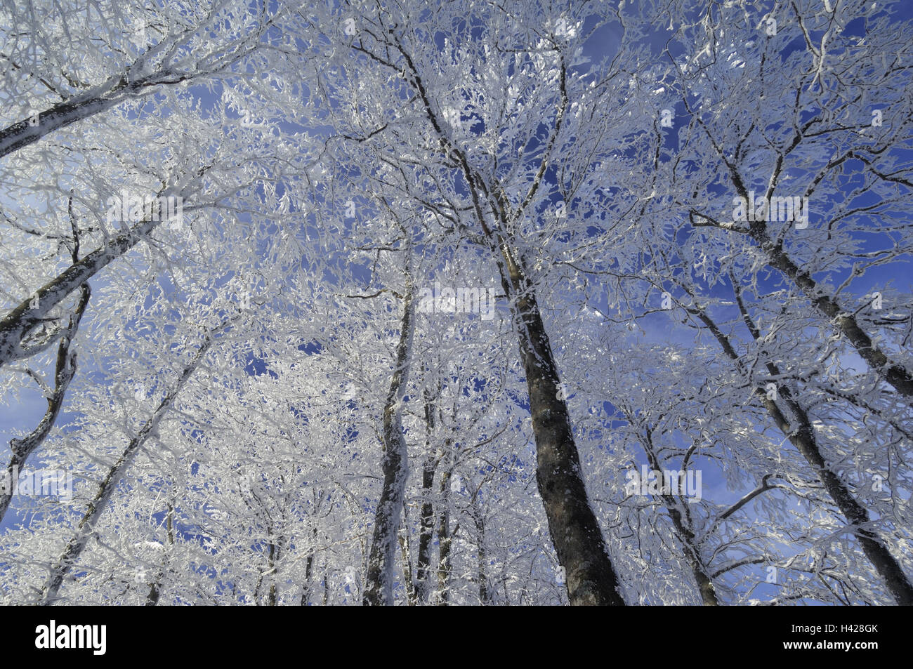 Deciduous forest tree hi-res stock photography and images - Alamy