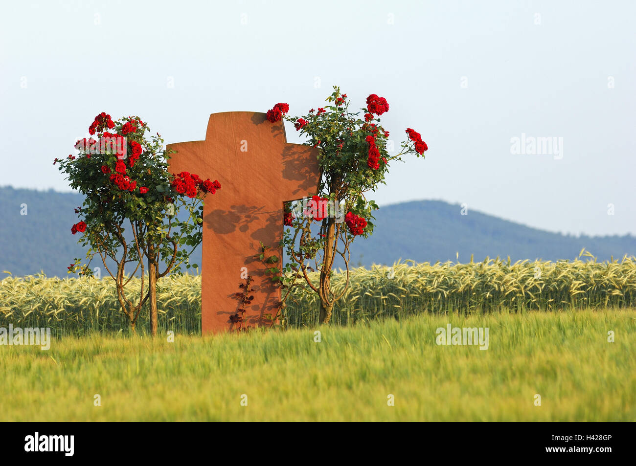 Evening light, roadside calvary, little rose tree, grain fields, summer ...