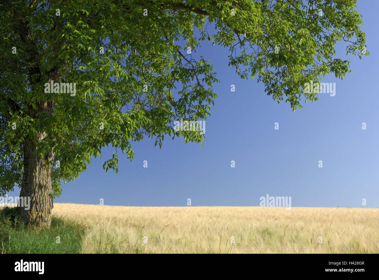 Walnut, grain-field, summer, Germany, Bavaria Stock Photo - Alamy
