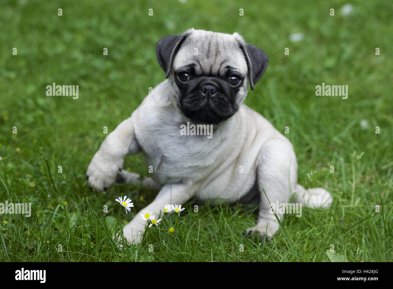 Month my garden hi-res stock photography and images - Alamy