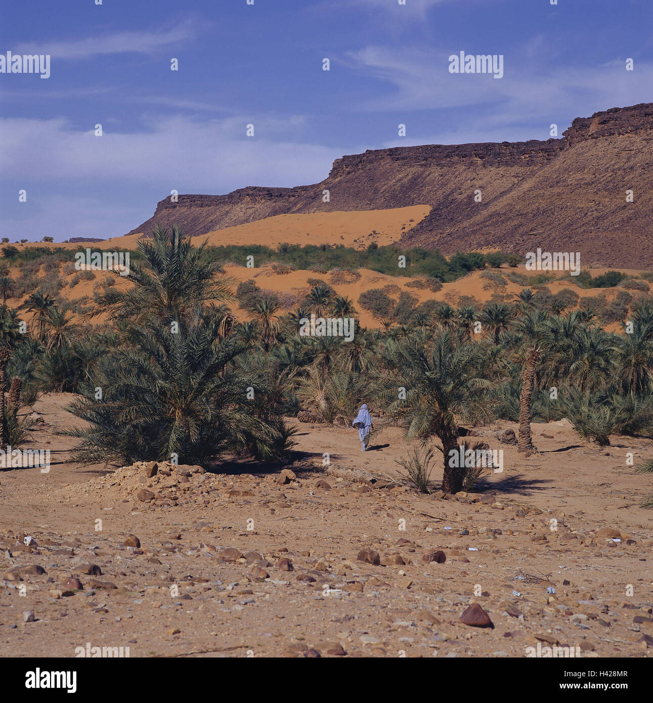 Mauritania, region Adrar, Azougui, palms, woman, wild scenery, Africa ...