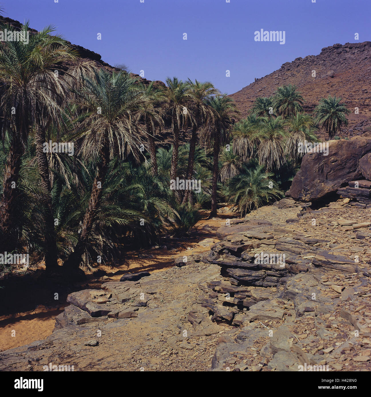 Mauritania, region Adrar, oasis Terjit, Africa, West, Africa, wild ...