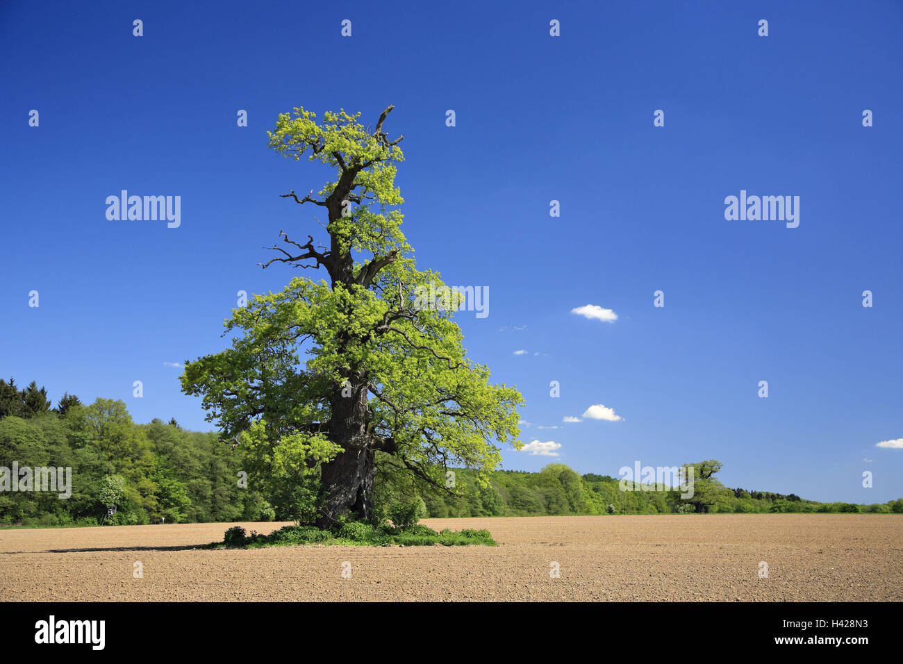 Oak tree hessen hi-res stock photography and images - Alamy