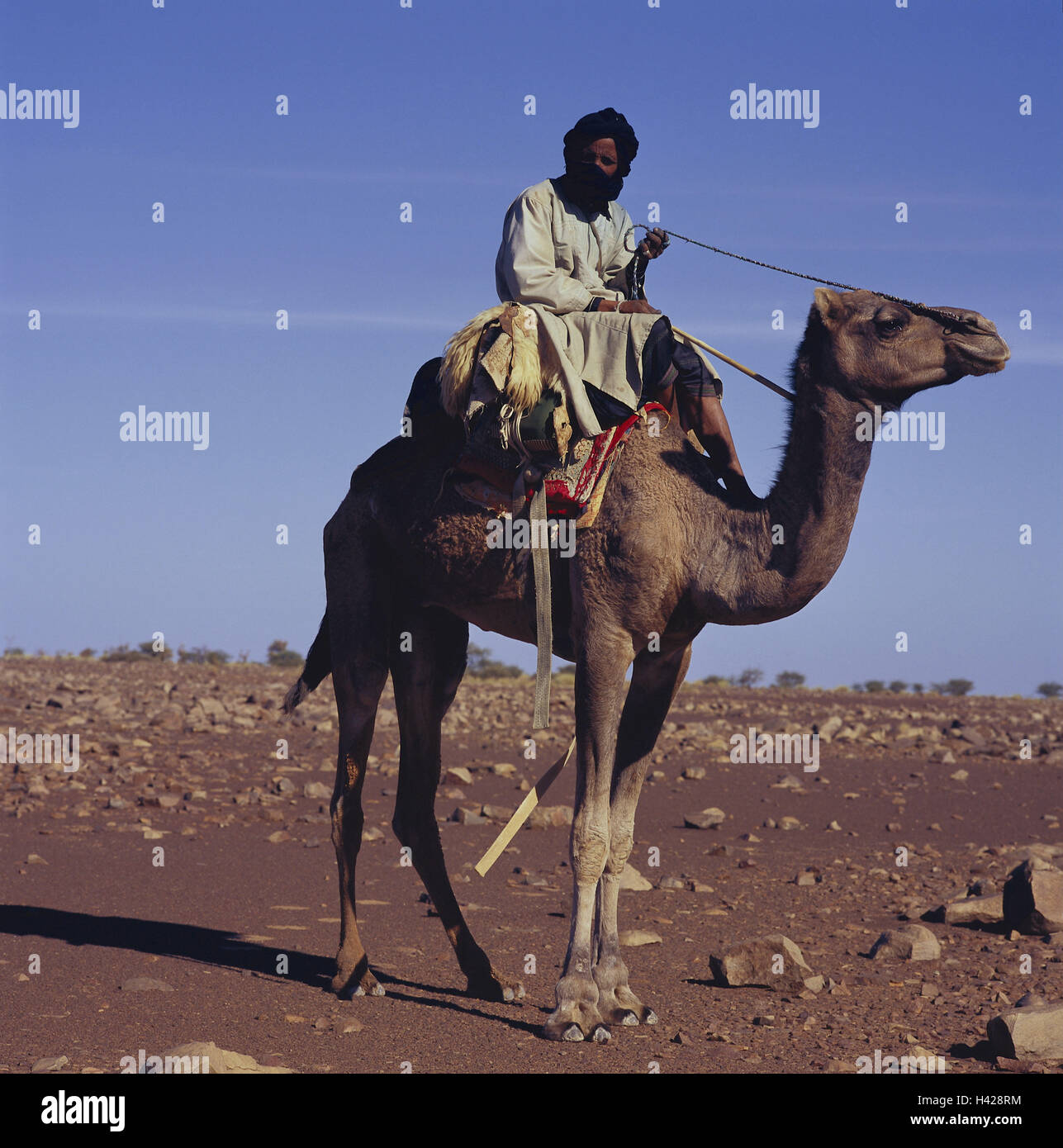 Mauritania, region Adrar, close Atar, man, dromedary, ride, desert ...