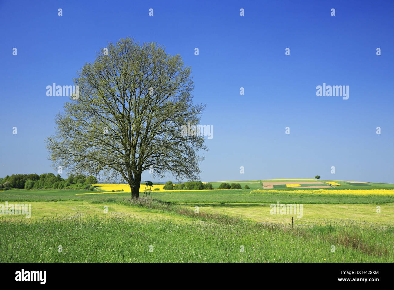Spring scenery, Reinhard's wood, Hessen, Germany Stock Photo - Alamy