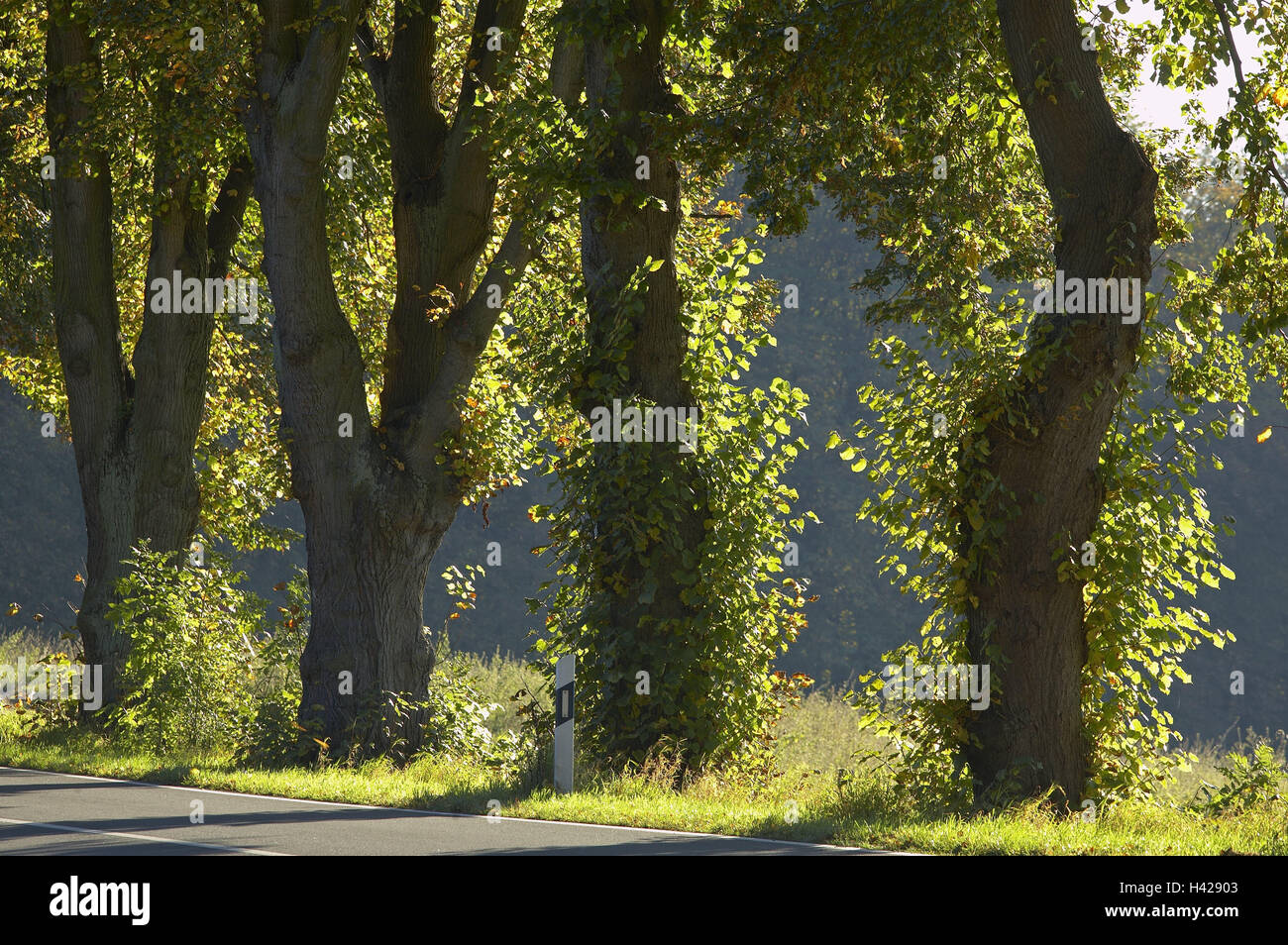 Strassenalle hi-res stock photography and images - Alamy