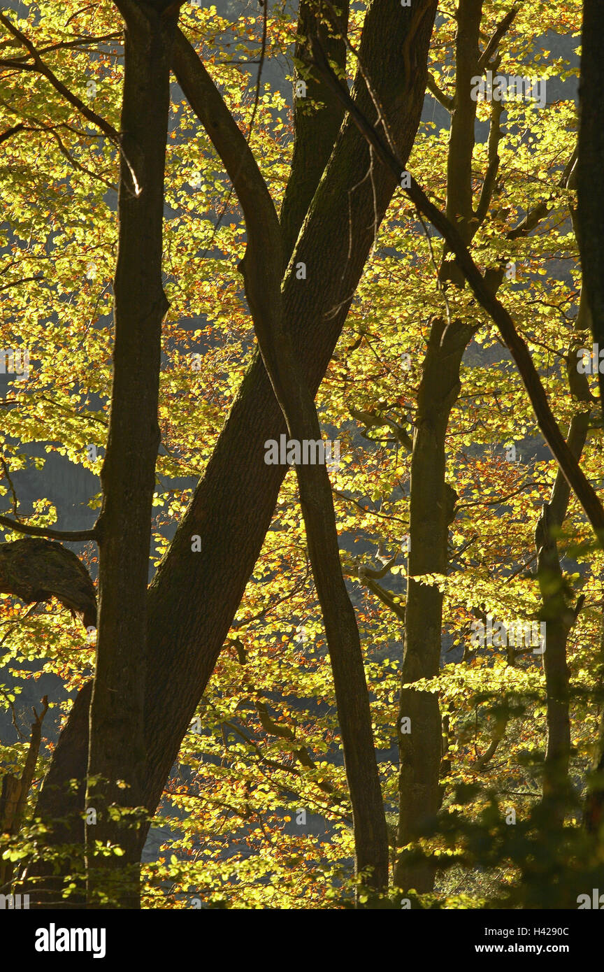 Wood, trees, autumn, deciduous forest, broad-leaved trees, trunks ...
