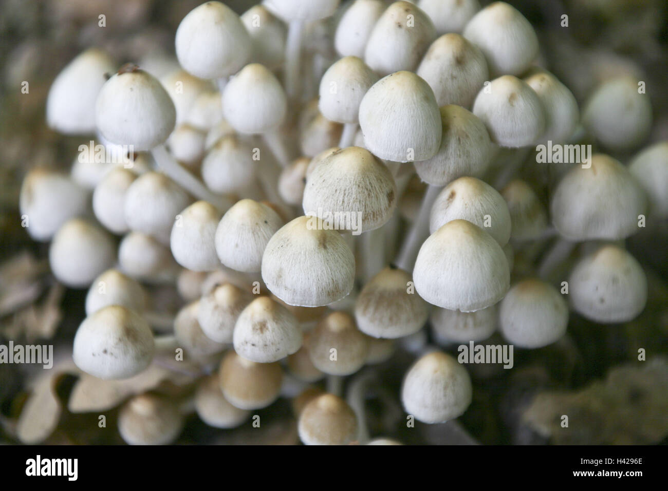 Fungi, bundle, white, close up Stock Photo - Alamy