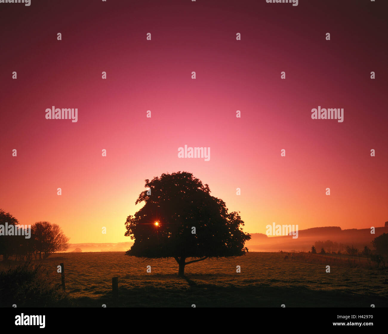 Field scenery, tree, silhouette, sunrise, scenery, fields, meadows ...