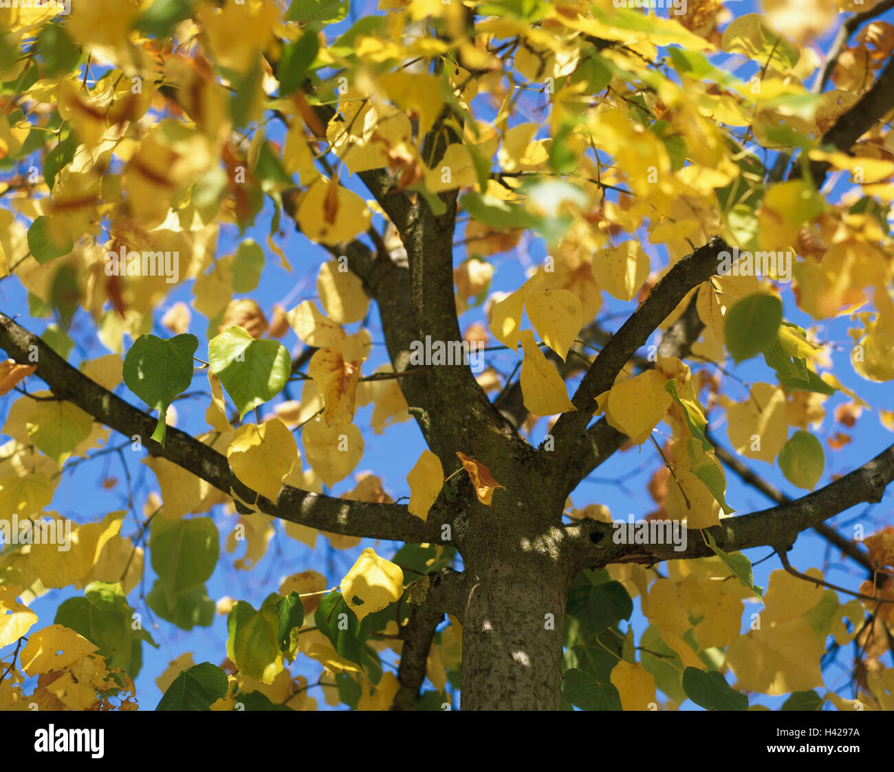 Lime-tree, Tilia spec., detail, autumn foliage, nature, botany ...