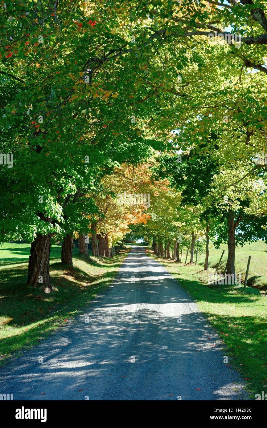 Tree lined road driveway hi-res stock photography and images - Alamy