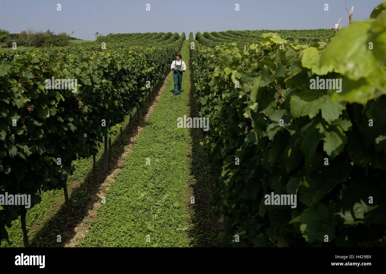 Vineyard, winegrower, person, man, viticulturist, vines, wine, wine-growing, Önologie, vineyard ...