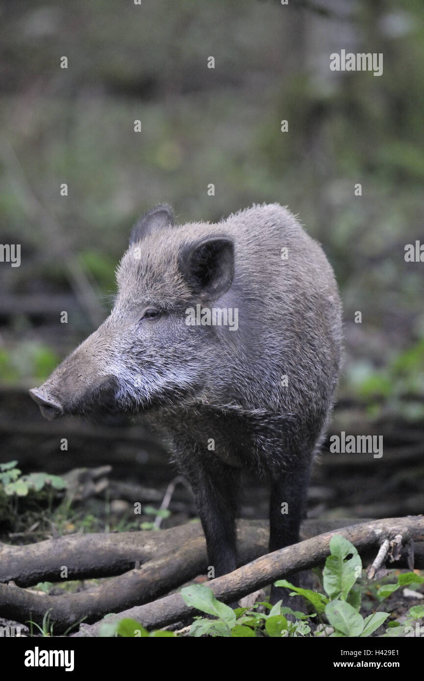 Sus hi-res stock photography and images - Alamy