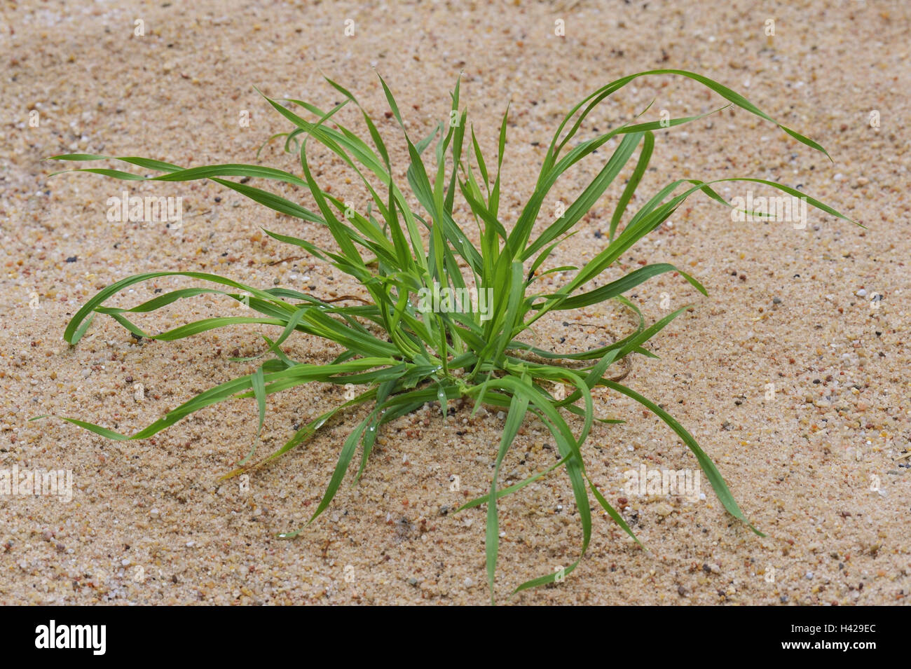 Sand, grass bundle Stock Photo - Alamy
