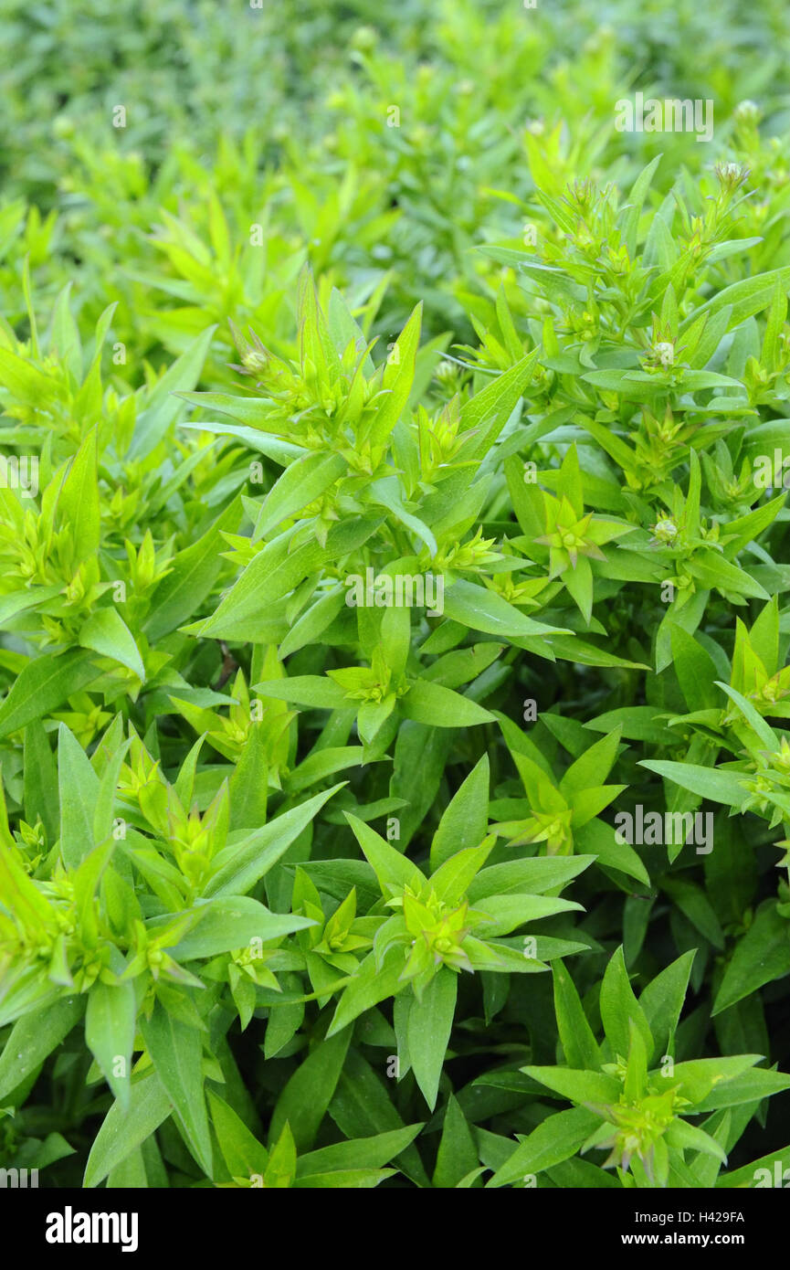 Light blue cushion aster, aster dumosus Stock Photo - Alamy