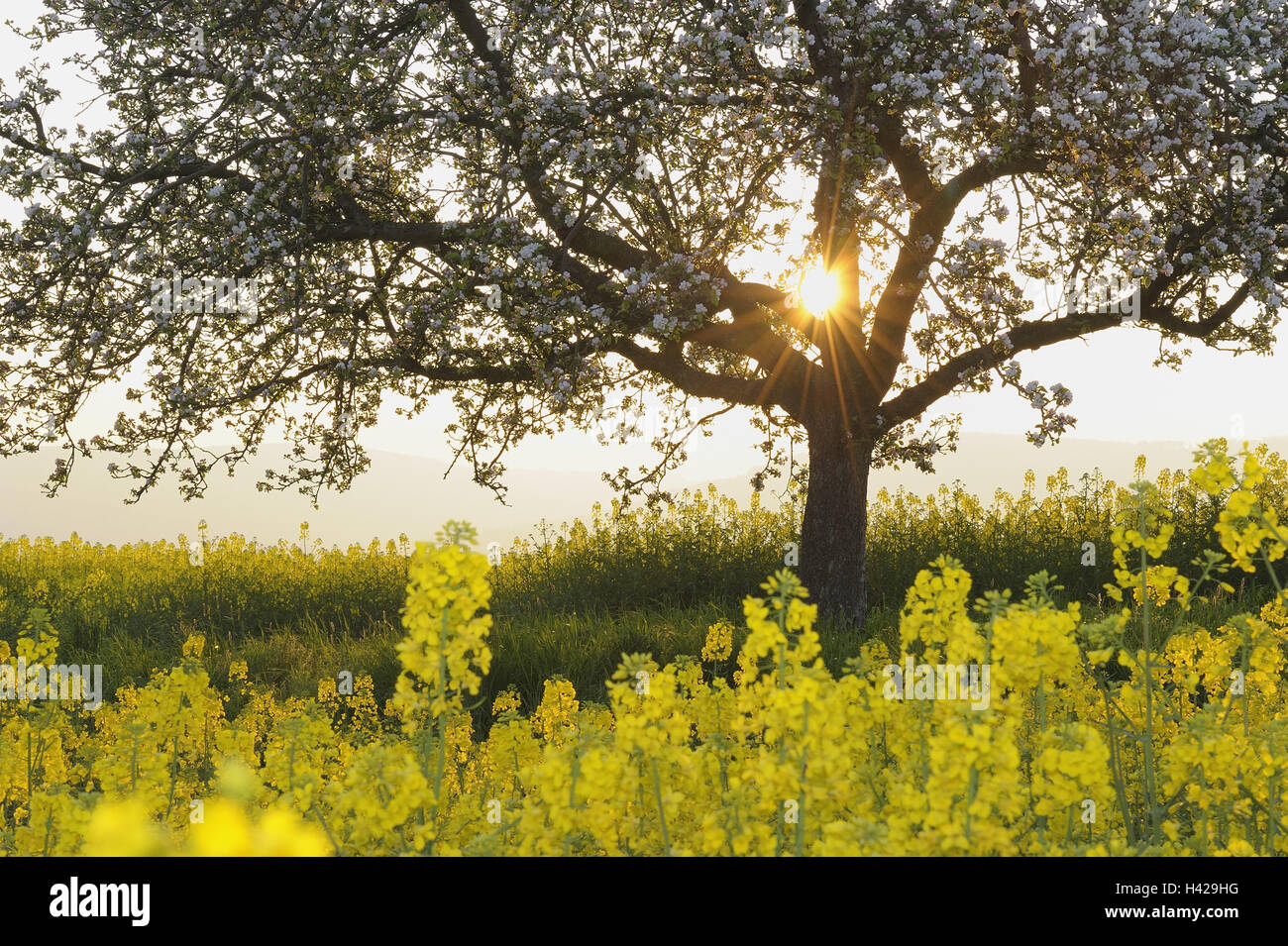Apple-tree, Pyrus domestica, rape field, Brassica napus, spring, back ...