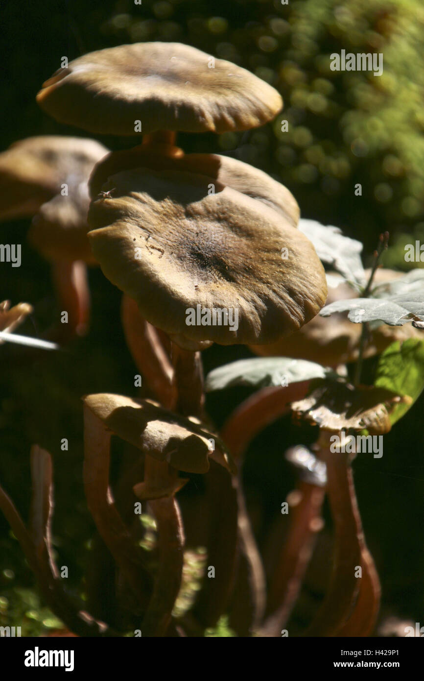 Fungi forest floor hi-res stock photography and images - Alamy