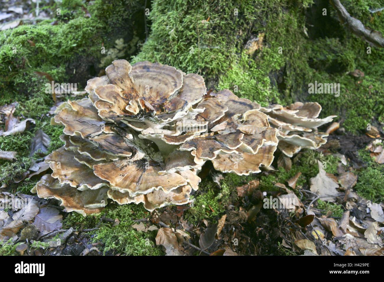 Fruit tree roots hi-res stock photography and images - Alamy