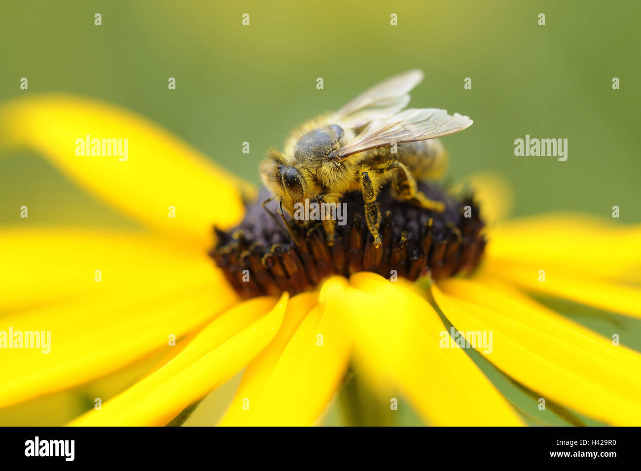 Apis mellifera nature hi-res stock photography and images - Alamy