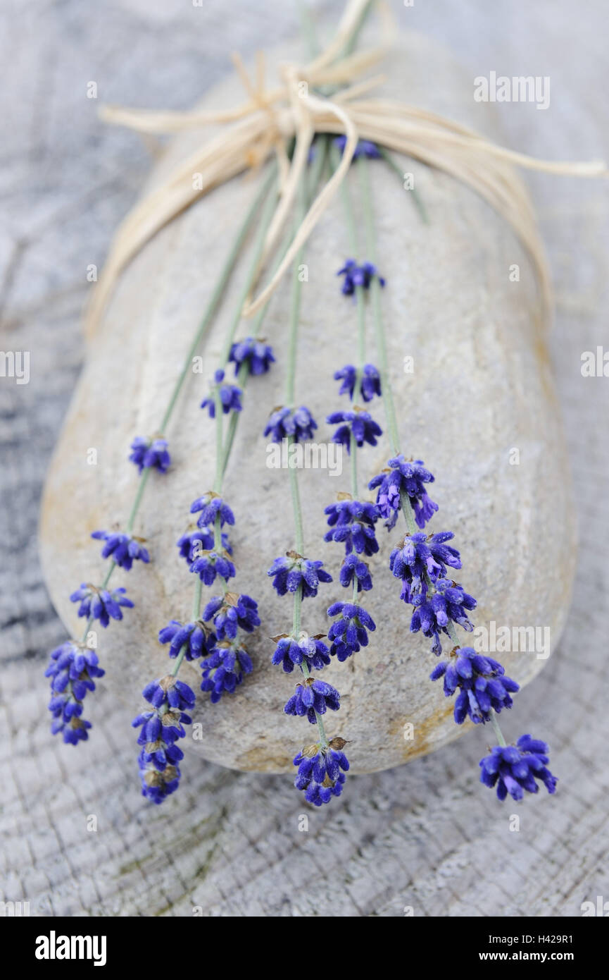Angustifolia flowers hi-res stock photography and images - Alamy
