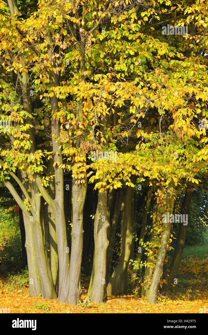 Beech autumn fagus sylvatica hi-res stock photography and images - Alamy