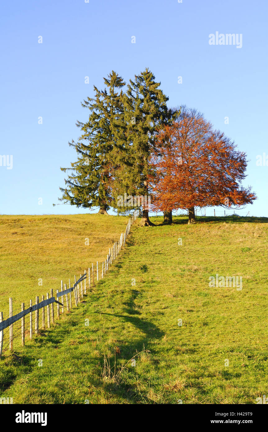 Meadow, fence, firs, copper beech Stock Photo - Alamy