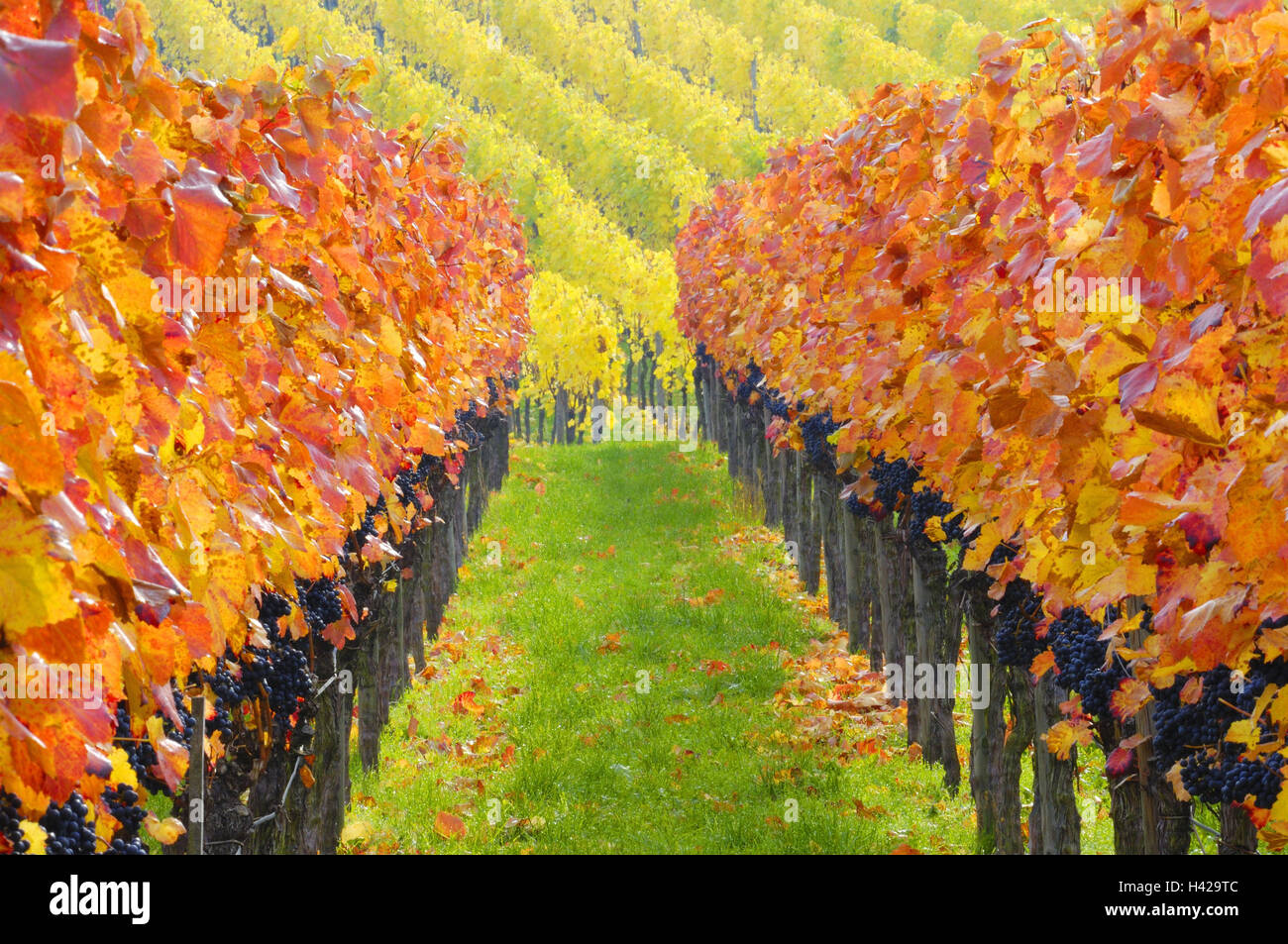 Square for vines hi-res stock photography and images - Alamy