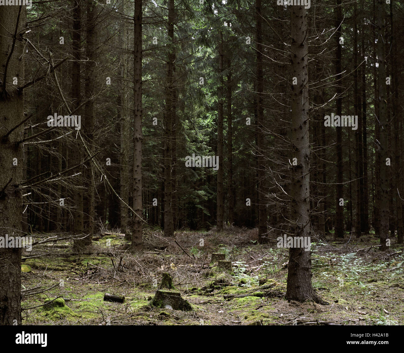 Coniferous forest, trunks, autumn, wood, trees, conifers, strains, tree ...