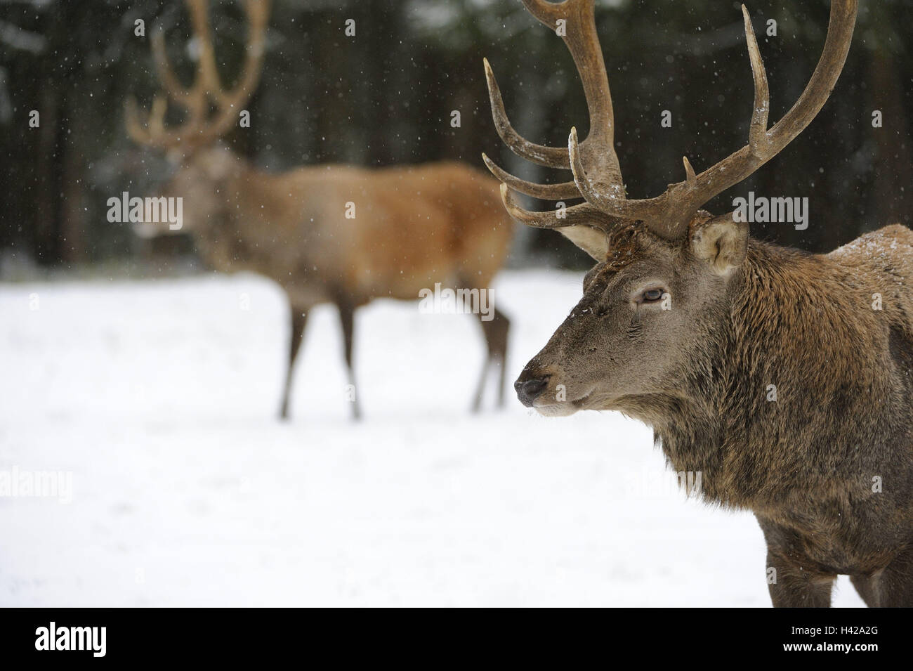 Red deer, Cervus elaphus, portrait, side view, winter, wood, red deer ...