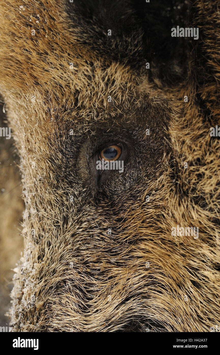 Hoofed animal hi-res stock photography and images - Alamy