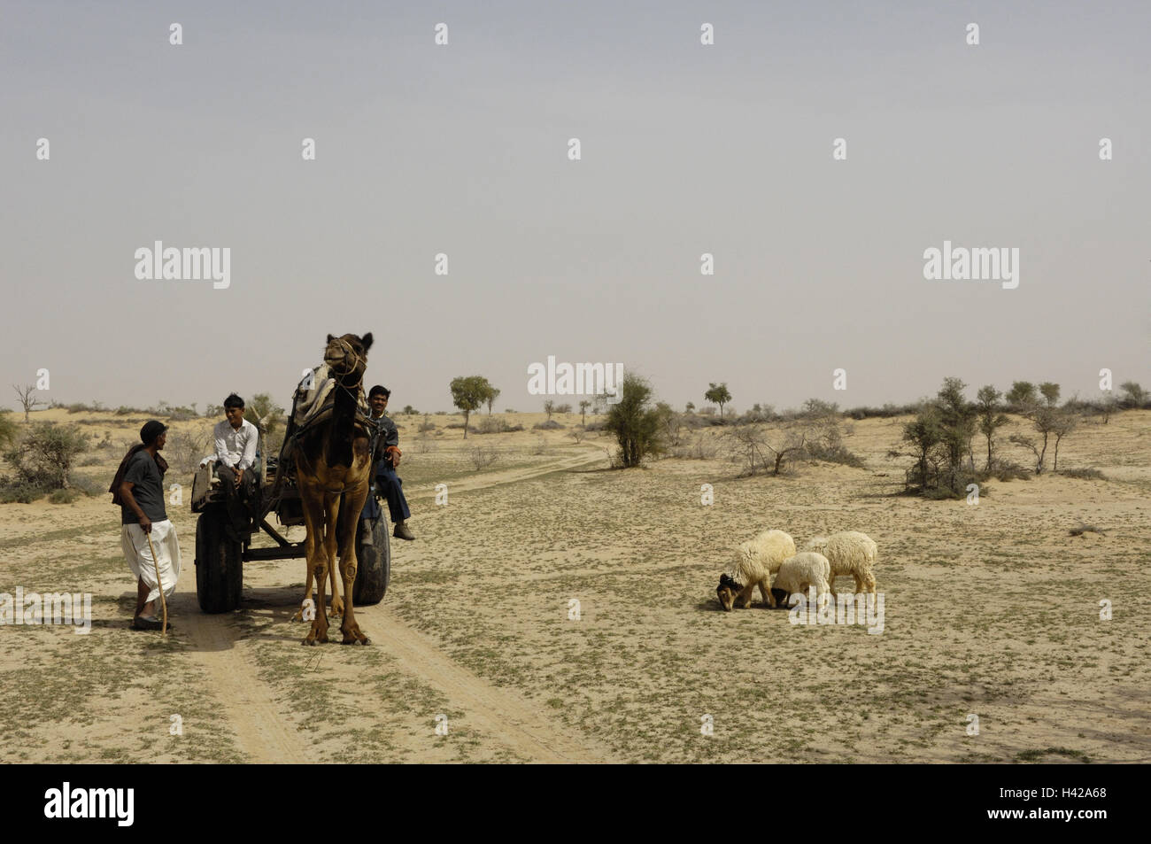 Thar desert animals hi-res stock photography and images - Alamy