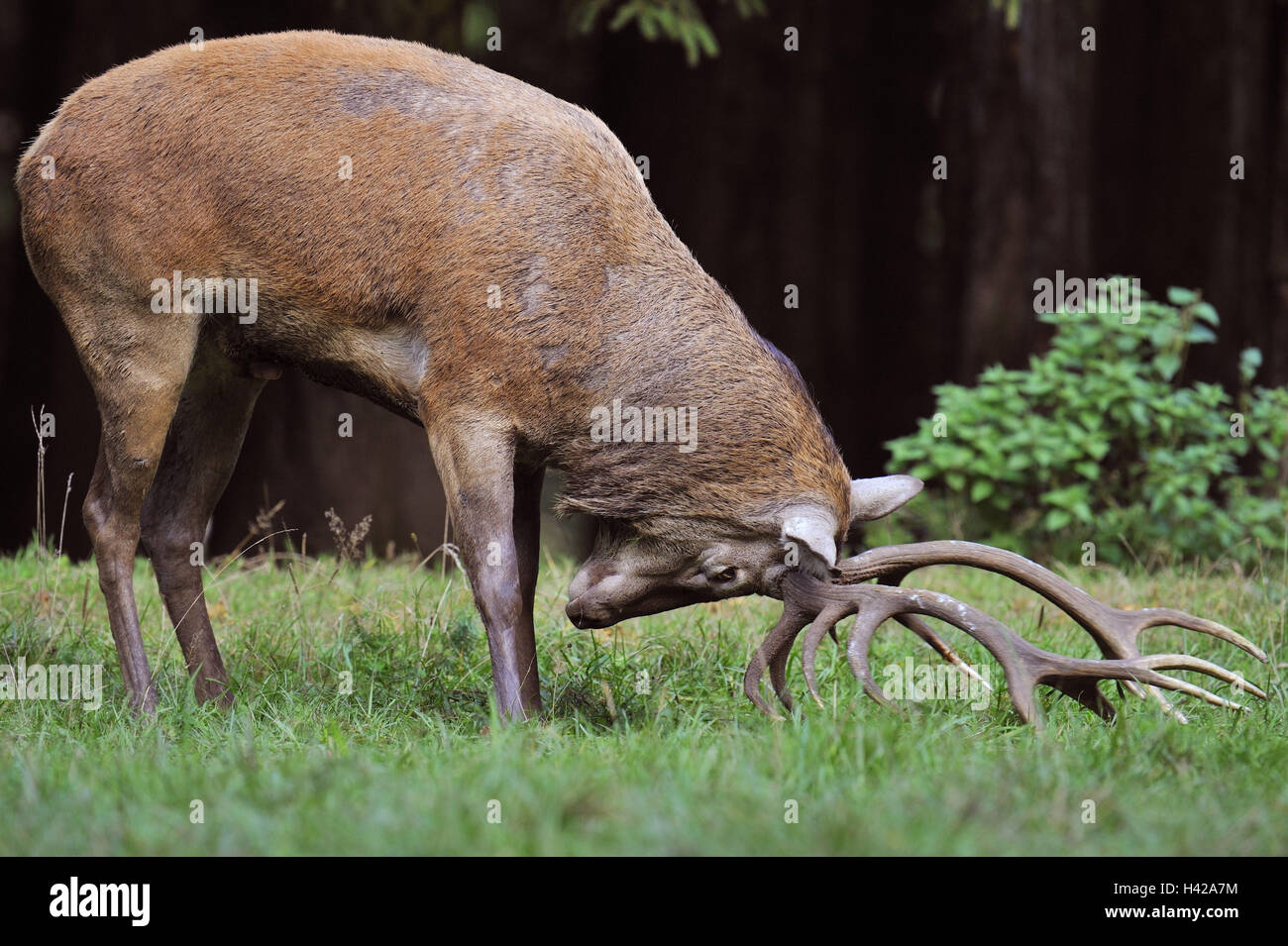 Red deer, Cervus elaphus Stock Photo - Alamy