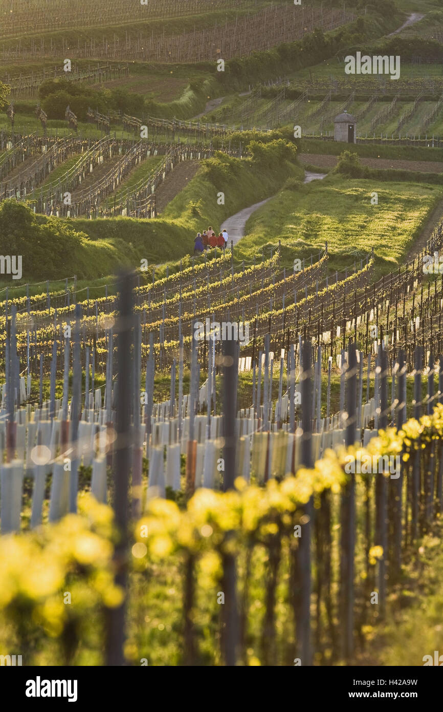 Austria, Baden near Vienna, vineyards, wine-growing, spring Stock Photo ...