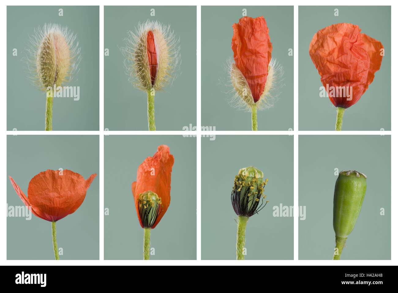 Poppy, bud, bloom, cycle, collage Stock Photo - Alamy