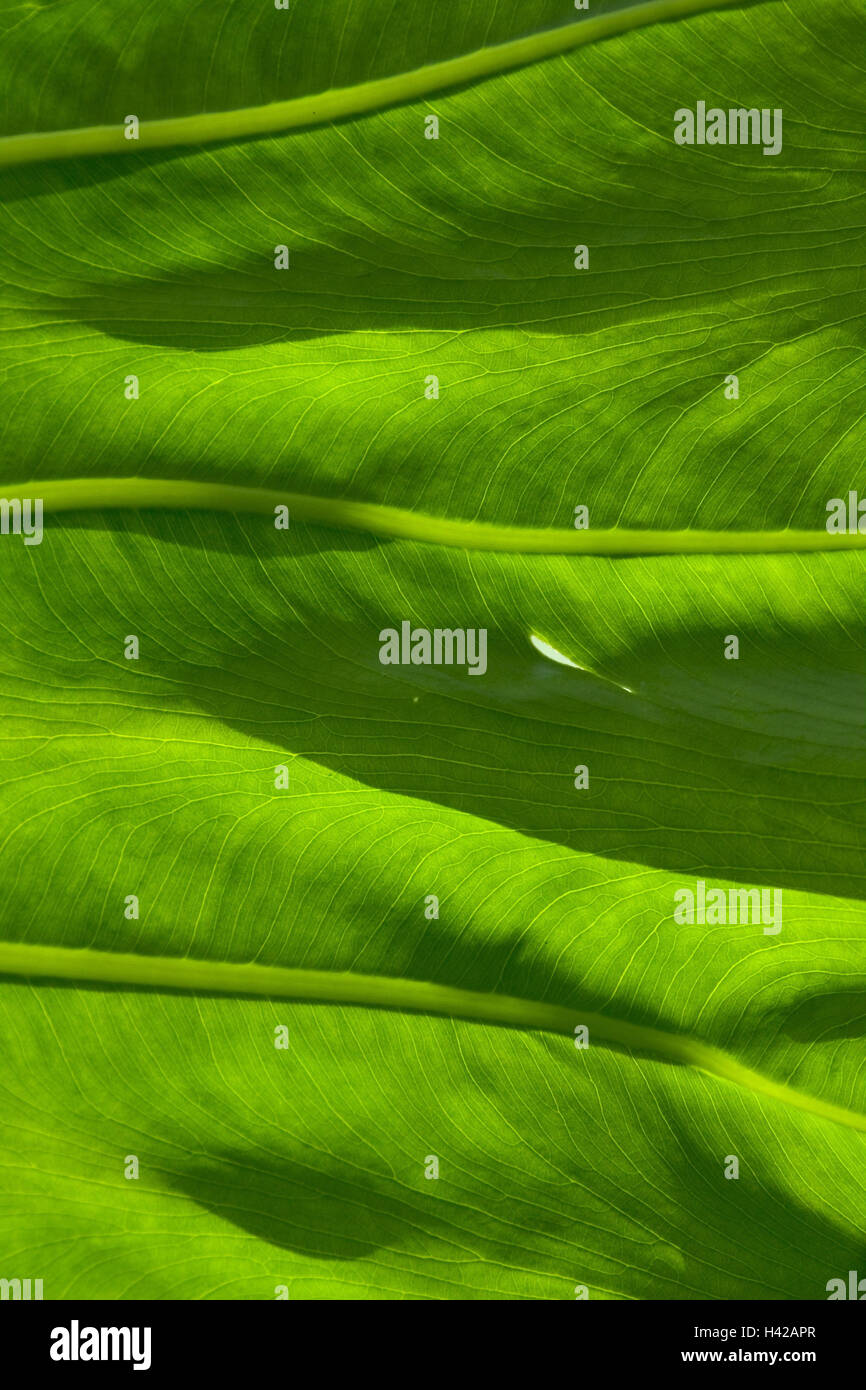 Leaves, green, bottom side, close up, detail, plant, nature, vegetation ...