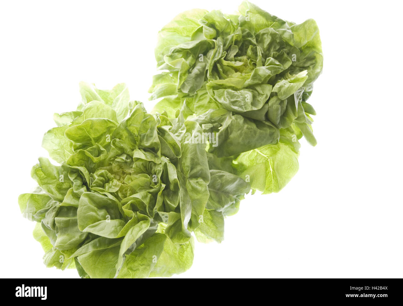 Two leafy hi-res stock photography and images - Alamy