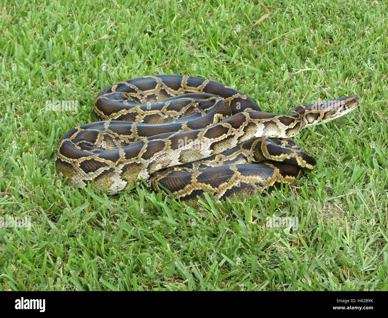 An invasive Burmese python coils in the wild grass of the Everglades ...