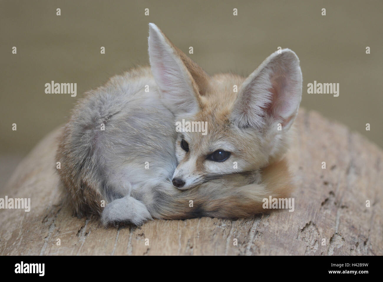 Fennek hi-res stock photography and images - Alamy