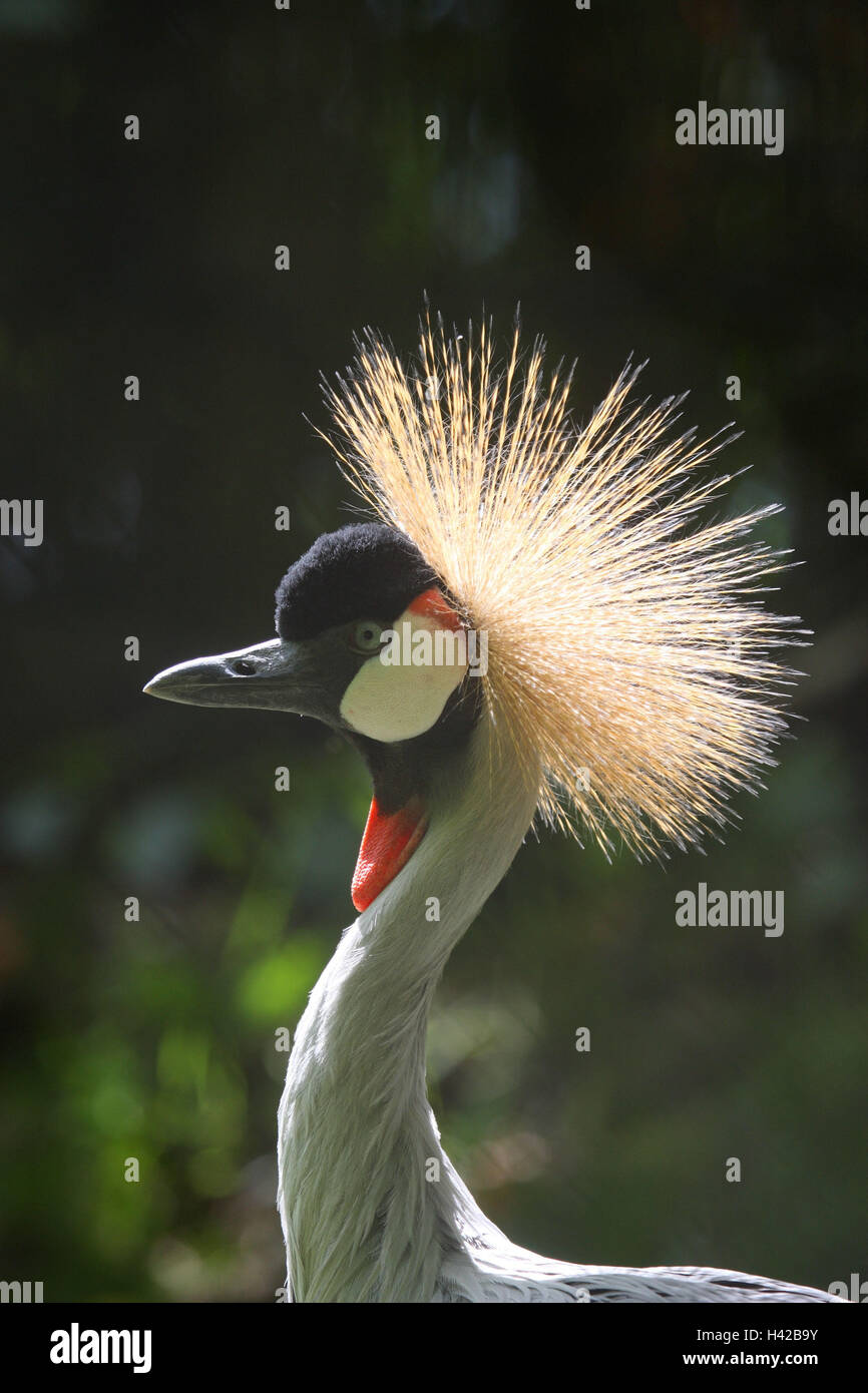 Crown crane, page portrait Stock Photo - Alamy