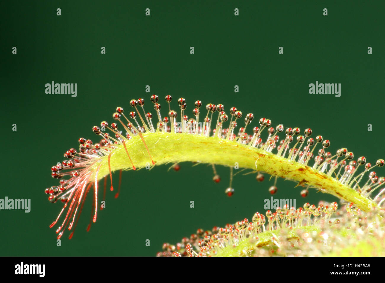 Sundew plant hi-res stock photography and images - Alamy