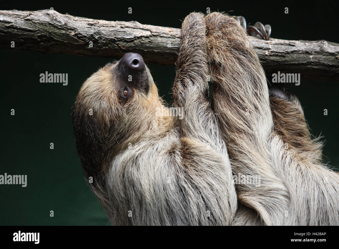 Two-toed sloth hanging from a branch Stock Photo - Alamy
