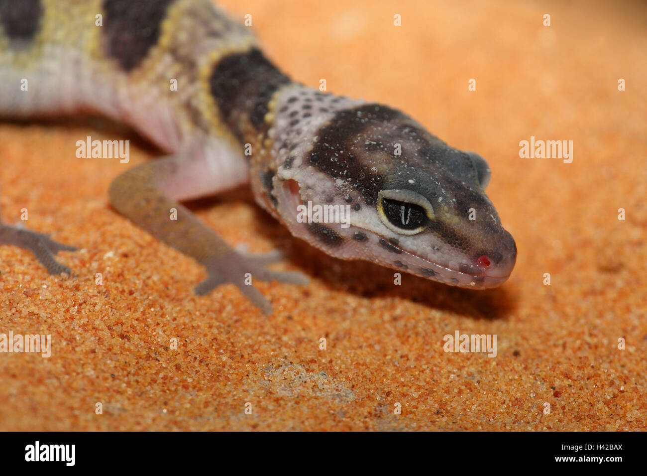 Sandy Gecko High Resolution Stock Photography and Images - Alamy