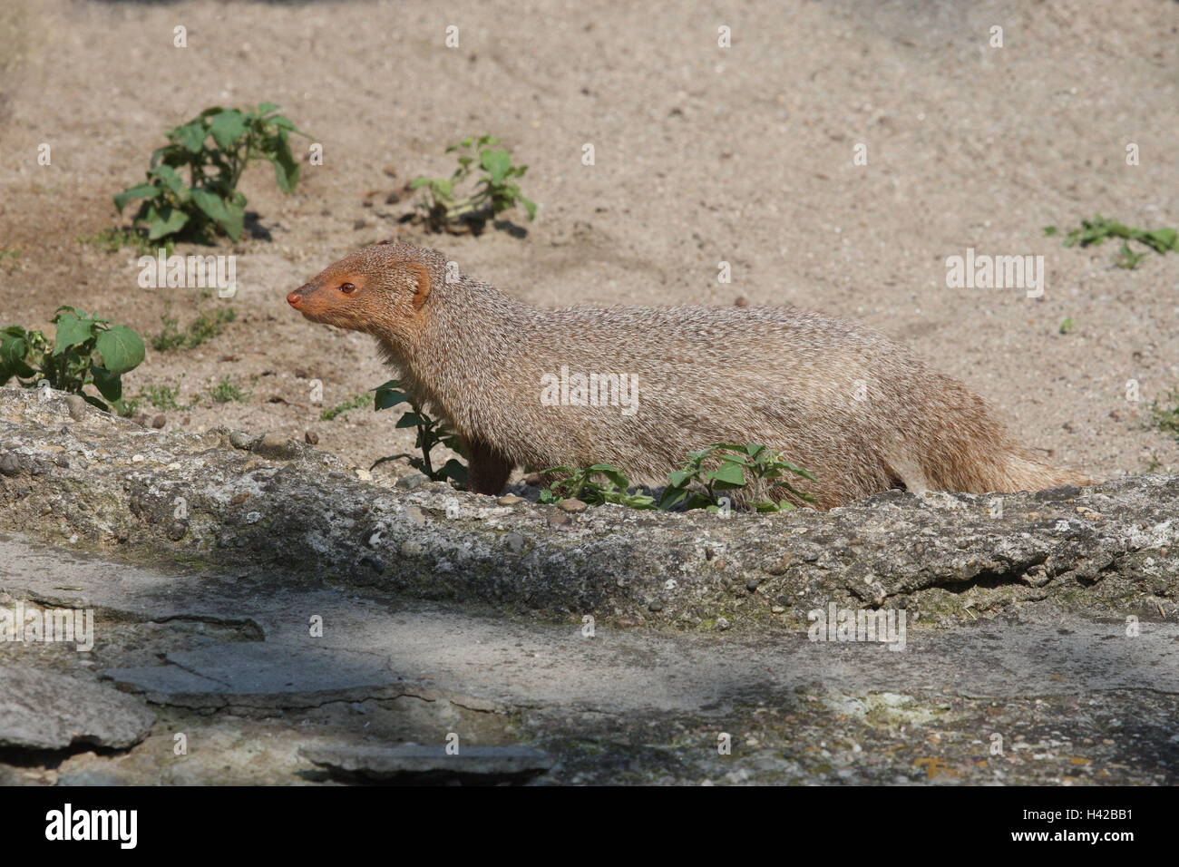 Indian mongoose hi-res stock photography and images - Alamy